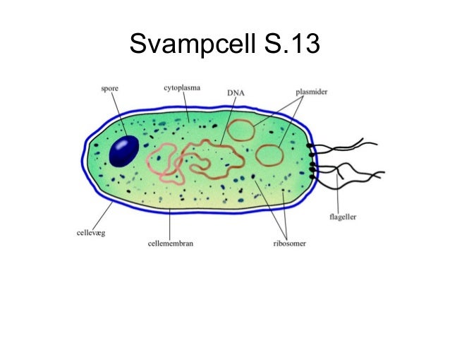 Smmanfattning i biologi åk 7 liv