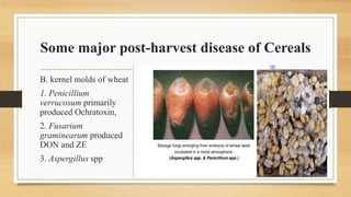 Post Harvest Diseases.pptx