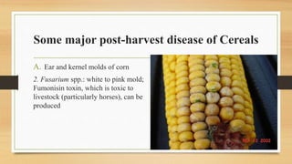 Post Harvest Diseases.pptx