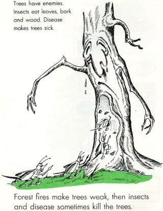 Smokey bears story_of_the_forest | PDF