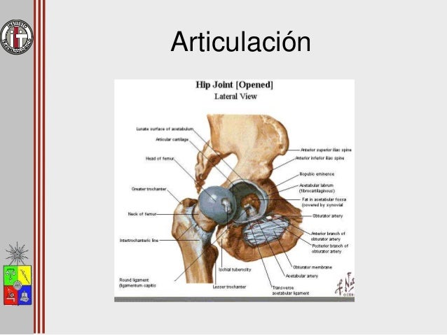 Anatomía de Cadera