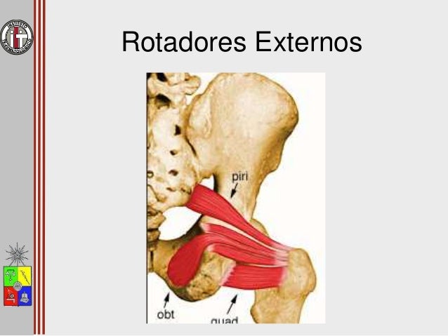 Anatomía de Cadera