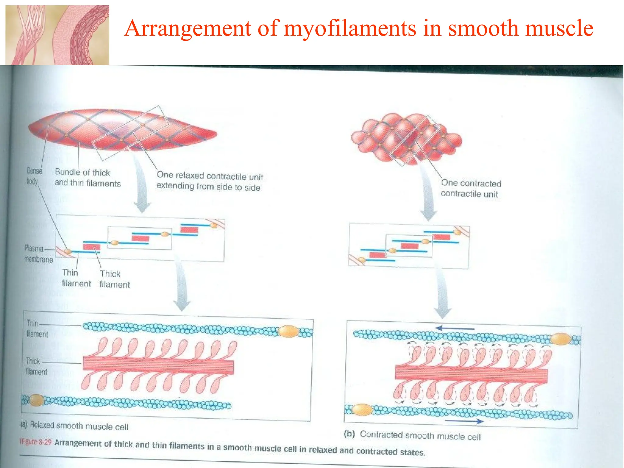 smooth muscle is one type of muscle controlled by autonomic nerve .pdf