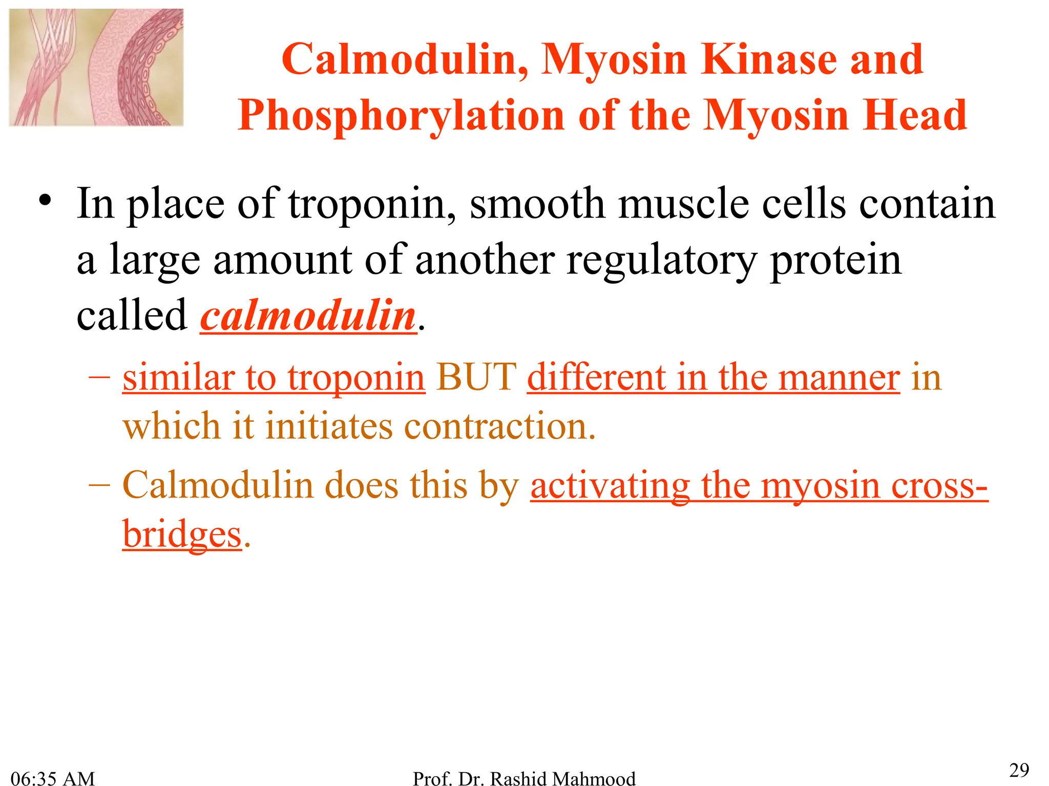 smooth muscle is one type of muscle controlled by autonomic nerve .pdf
