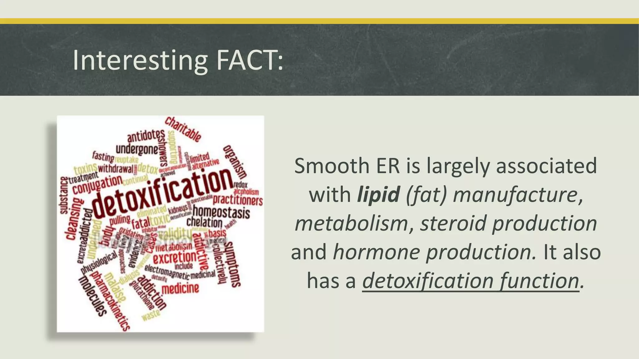 Smooth Endoplasmic Reticulum | PPTX