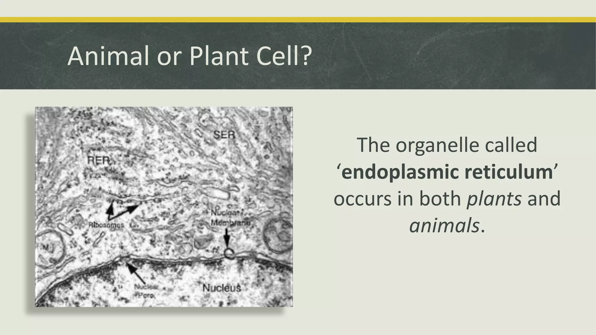 Smooth Endoplasmic Reticulum | PPTX