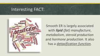 Smooth Endoplasmic Reticulum | PPTX