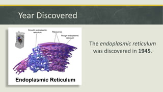 Smooth Endoplasmic Reticulum | PPTX