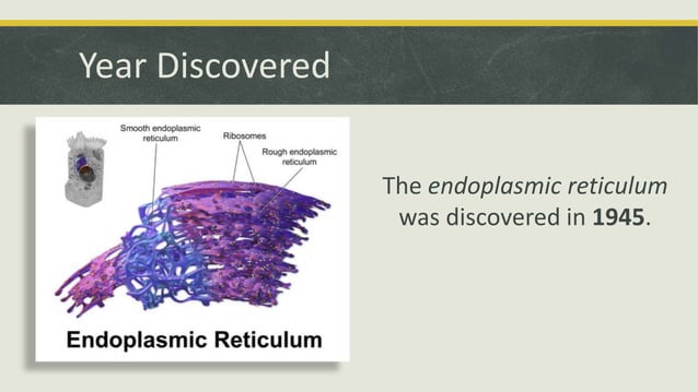 Smooth Endoplasmic Reticulum | PPTX | Endocrine and Metabolic Diseases ...