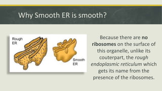 Smooth Endoplasmic Reticulum | PPTX