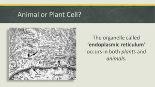 Smooth Endoplasmic Reticulum | PPTX
