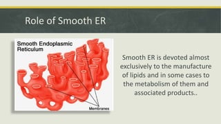 Smooth Endoplasmic Reticulum | PPTX