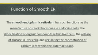 Smooth Endoplasmic Reticulum | PPT