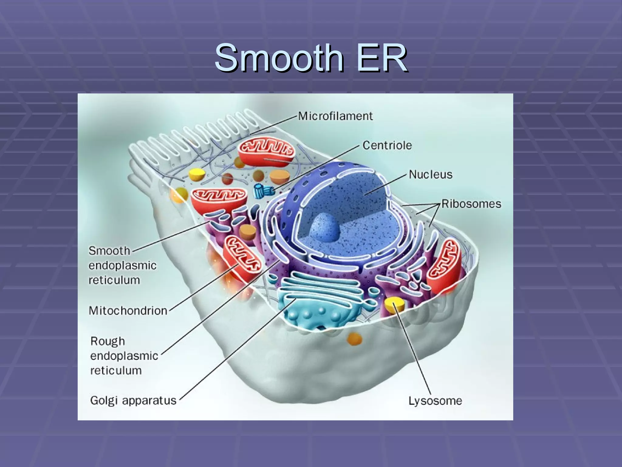 Smooth endoplasmic reticulum | PPT