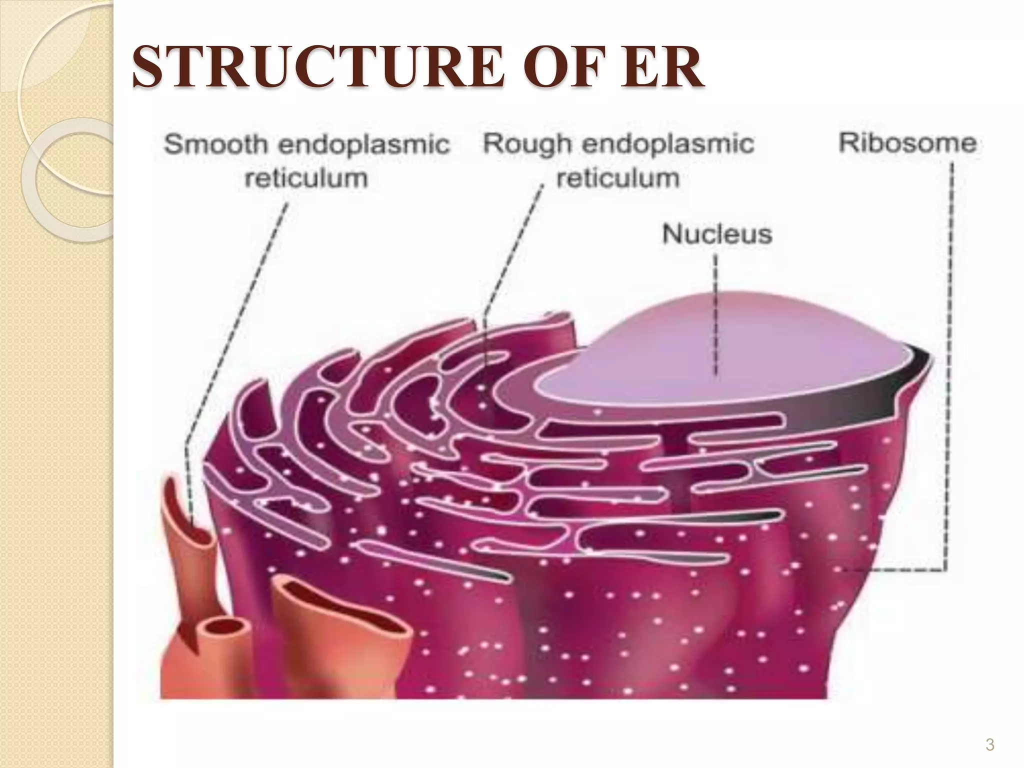 Smooth endoplasmic reticulum & vacuoles | PPTX