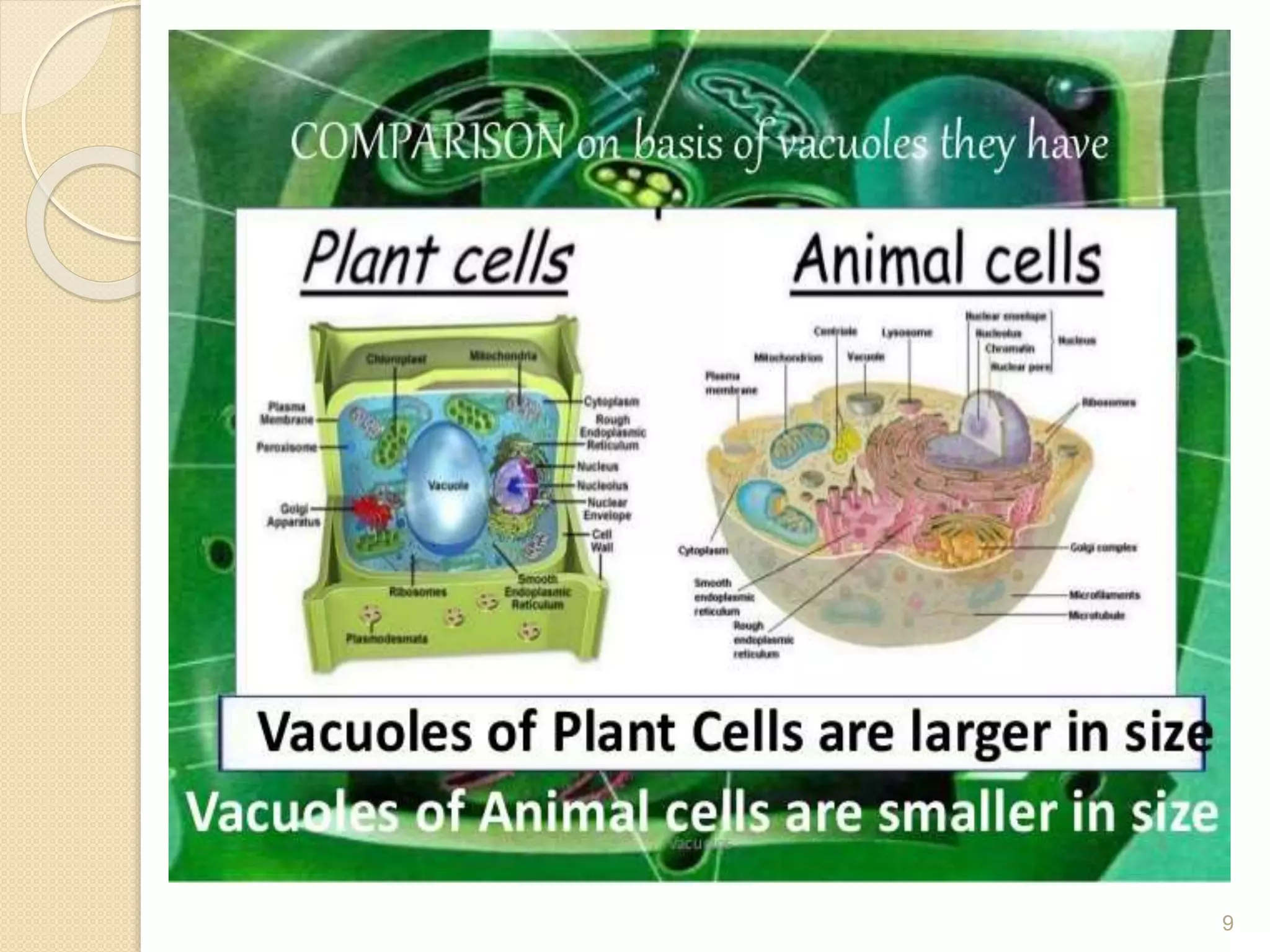 Smooth endoplasmic reticulum & vacuoles | PPTX