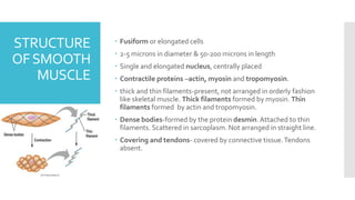 Smooth muscle | PPTX | Biological Sciences | Science