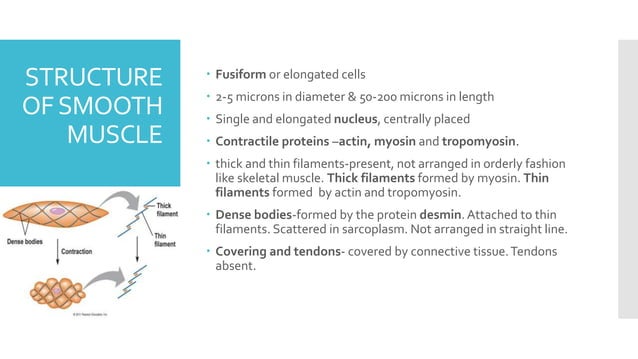 Smooth muscle | PPTX | Biological Sciences | Science