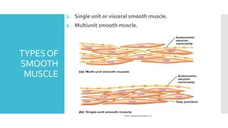 Smooth muscle | PPTX | Biological Sciences | Science