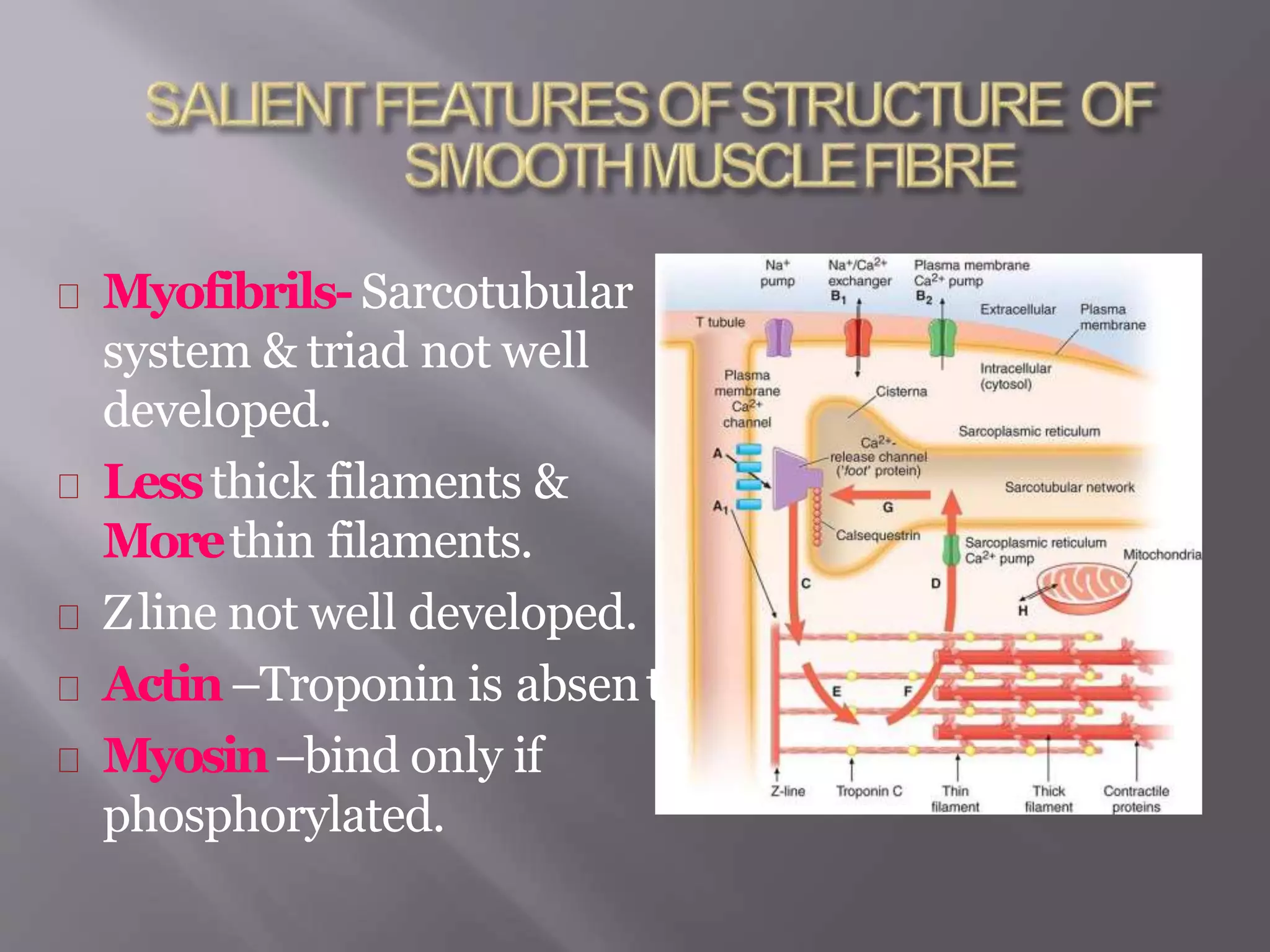 Smooth Muscle.pptx