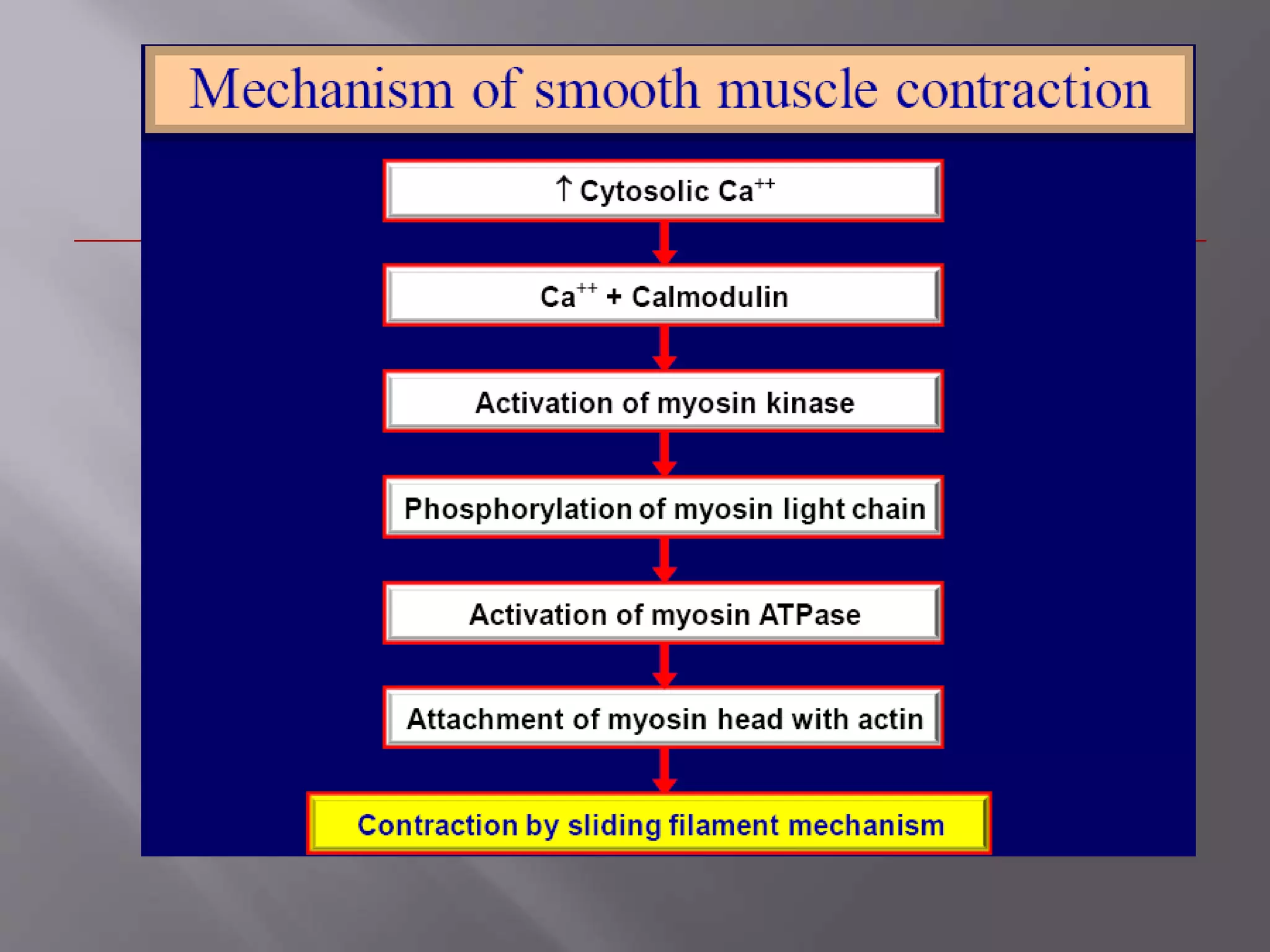 Smooth Muscle.pptx