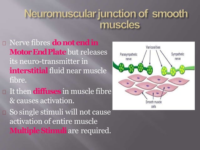 Smooth Muscle.pptx | Free Download