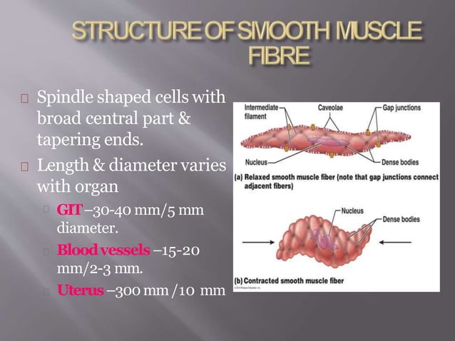 Smooth Muscle.pptx | Free Download