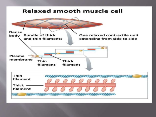 Smooth Muscle.pptx | Free Download