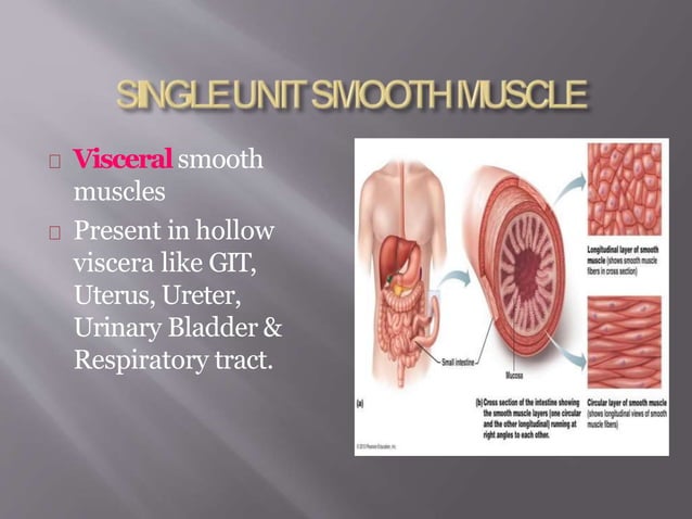 Smooth Muscle.pptx | Free Download