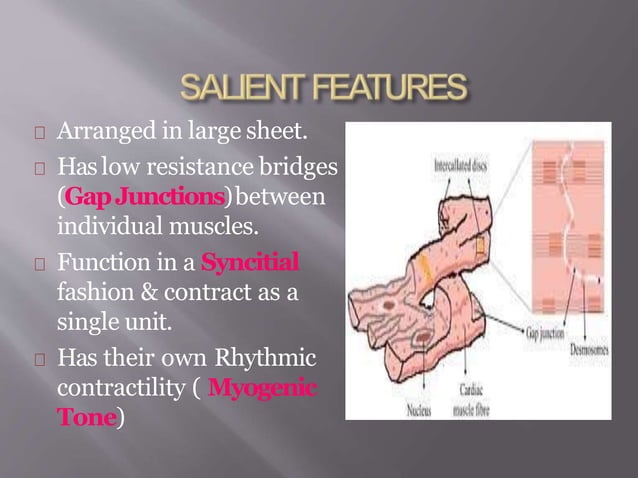 Smooth Muscle.pptx | Free Download