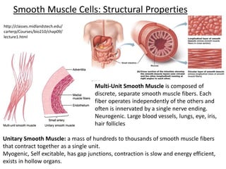 Smooth muscle bgt-2019 | PDF