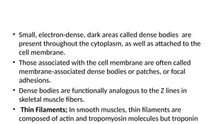 Smooth Muscles and Cardiac Muscles.pptxx | PPTX