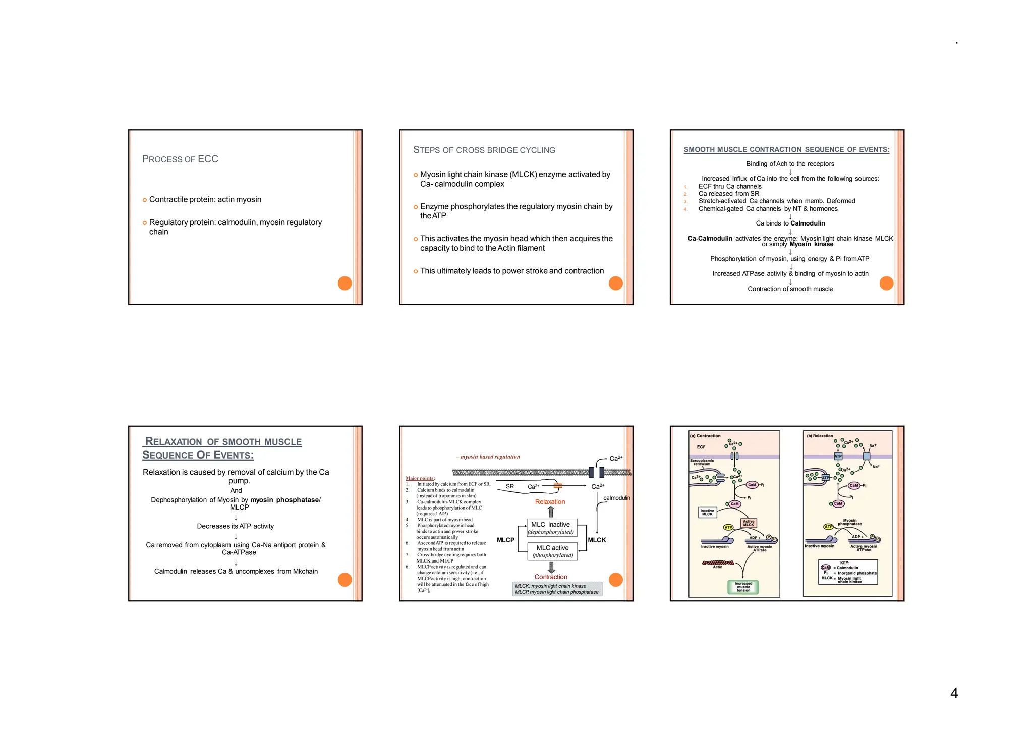 Smooth muscle and Cardiac Muscle [Compatibility Mode].pdf