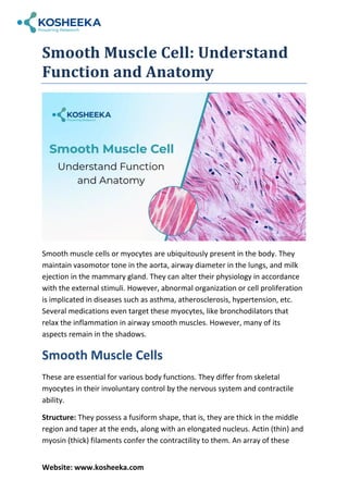 Smooth Muscle Cell: Understand Function and Anatomy | PDF