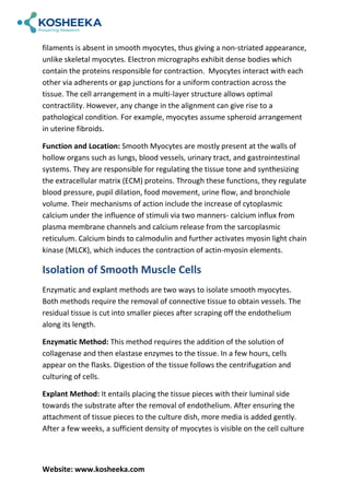 Smooth Muscle Cell: Understand Function and Anatomy | PDF
