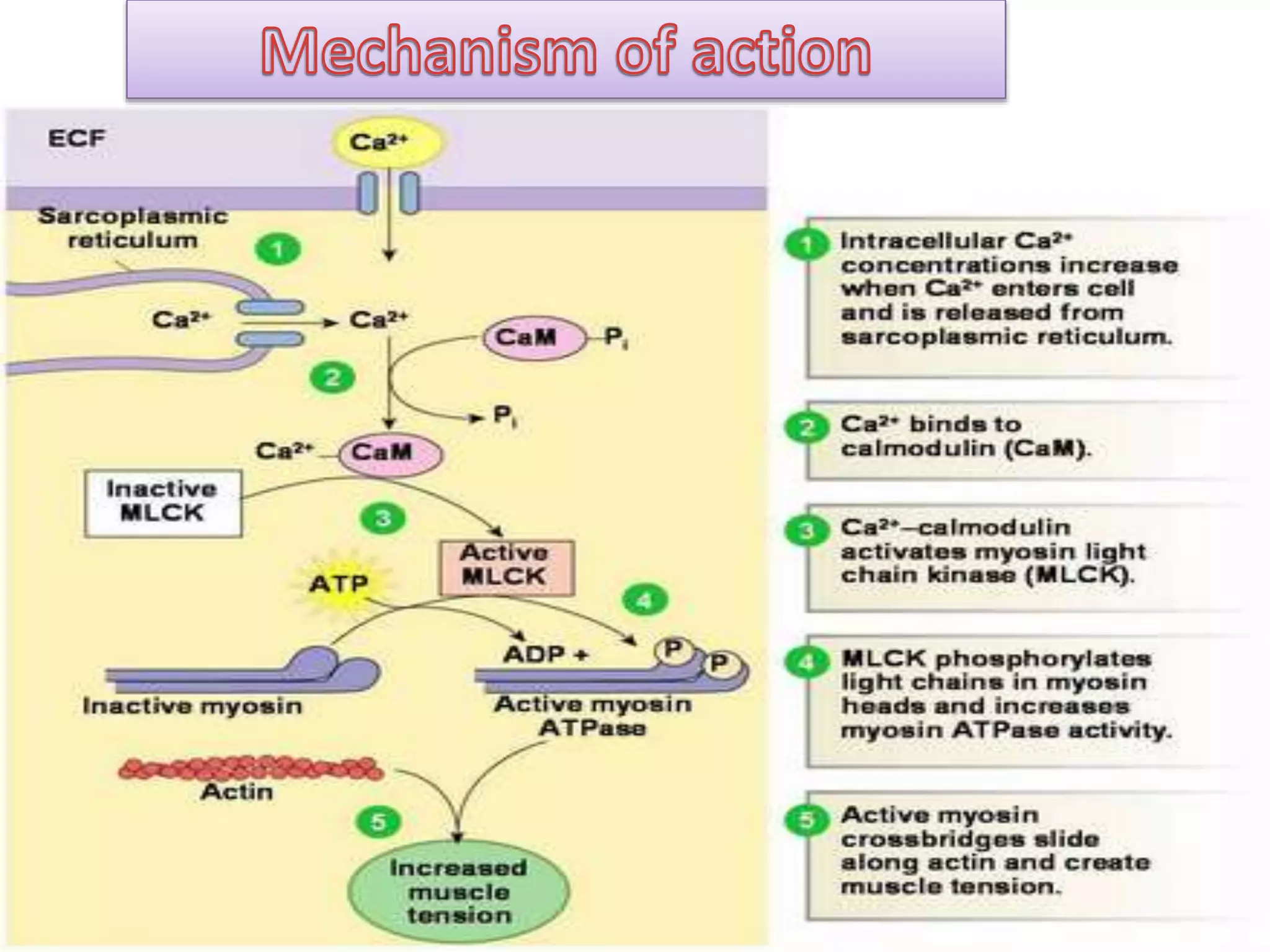 Smooth muscle contraction | PPTX