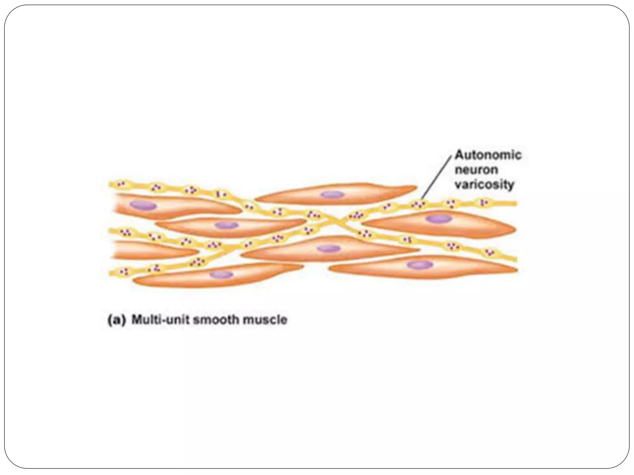 Smooth muscle contraction.pptx