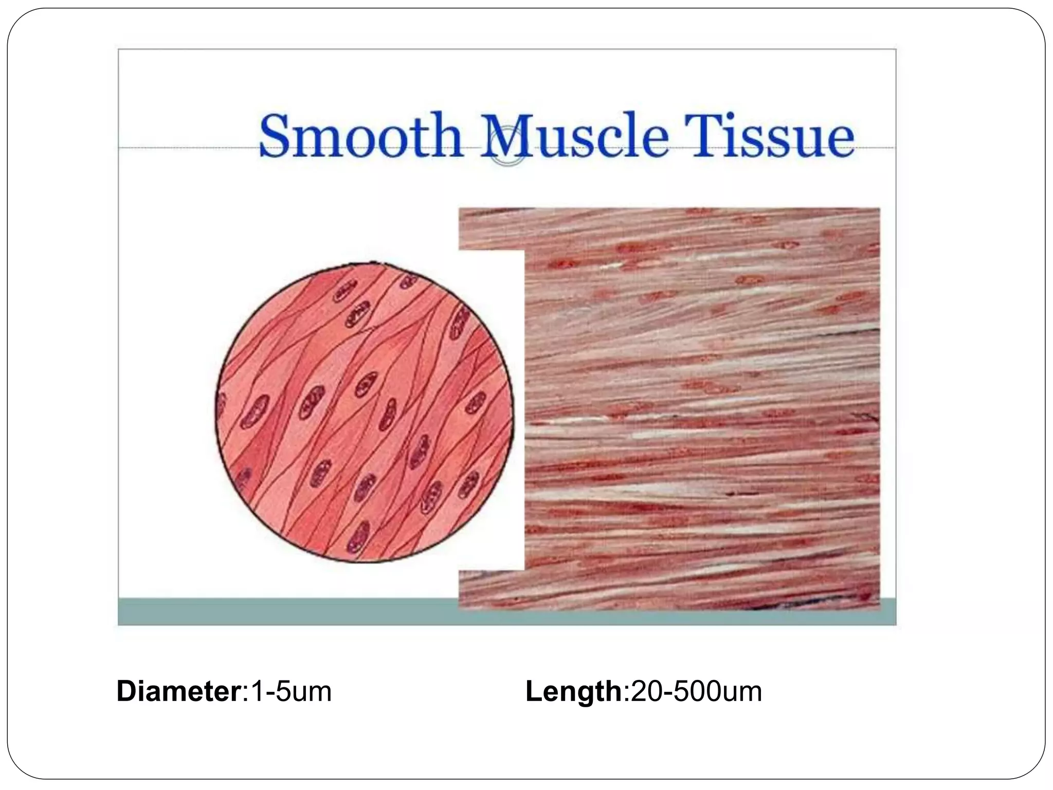 Smooth muscle contraction.pptx