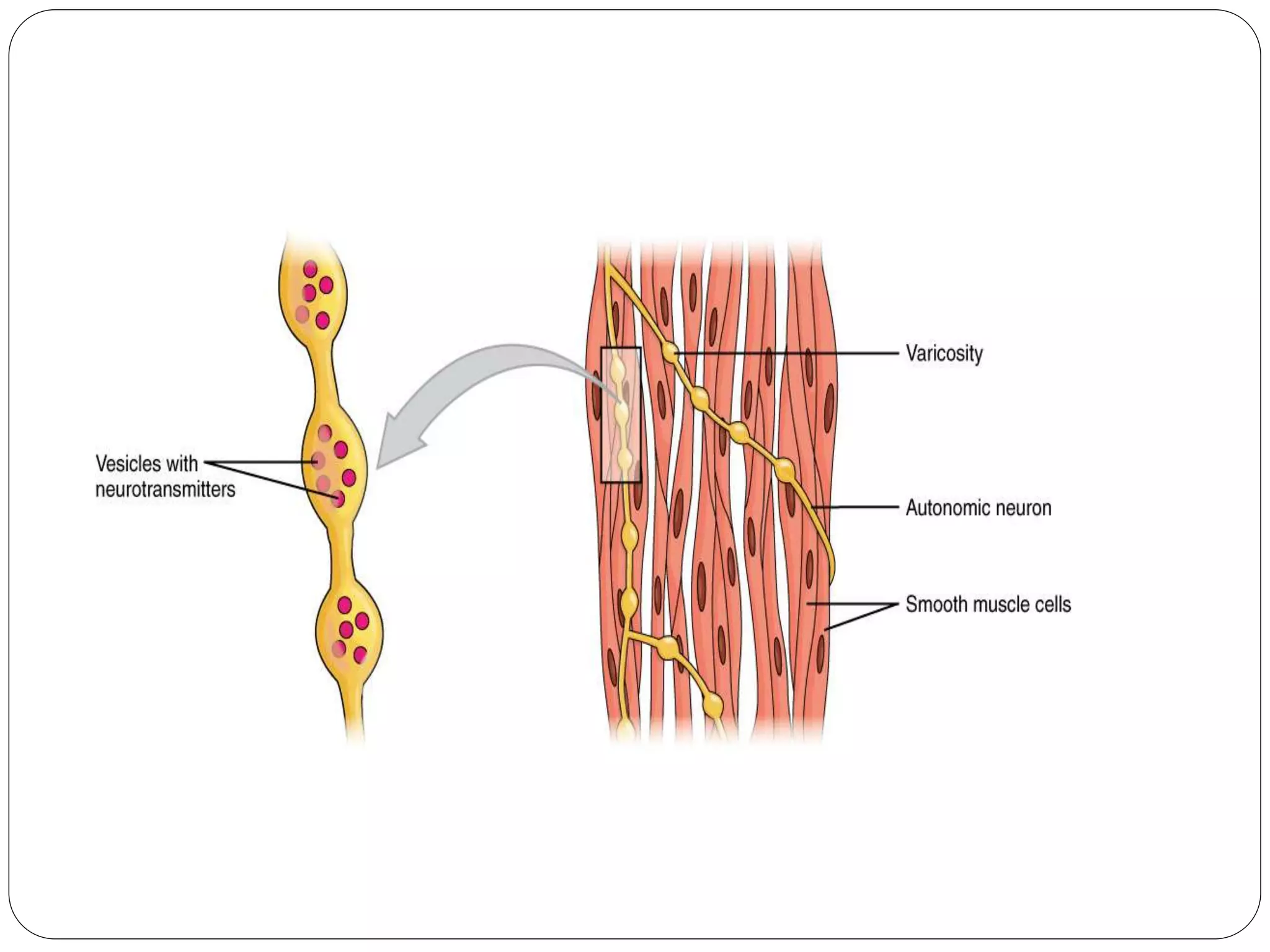 Smooth muscle contraction.pptx