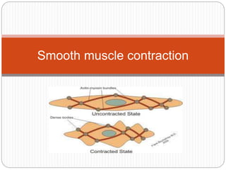 Smooth muscle contraction.pptx