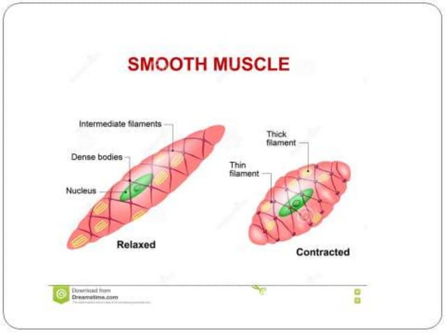 Smooth muscle contraction.pptx | Biological Sciences | Science