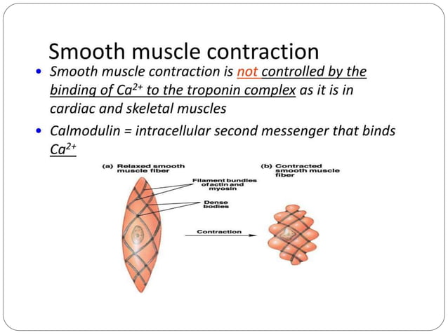 Smooth muscle contraction.pptx | Biological Sciences | Science