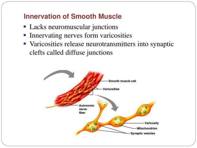 Smooth muscle contraction.pptx | Biological Sciences | Science
