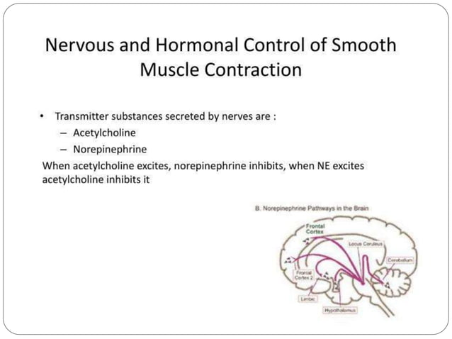 Smooth muscle contraction.pptx | Biological Sciences | Science
