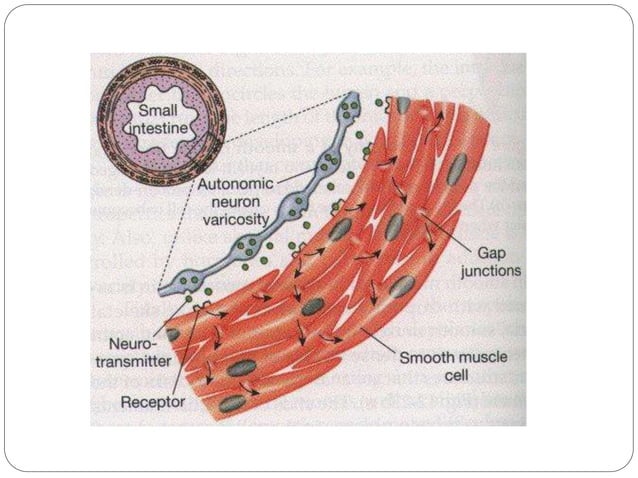 Smooth muscle contraction.pptx | Biological Sciences | Science