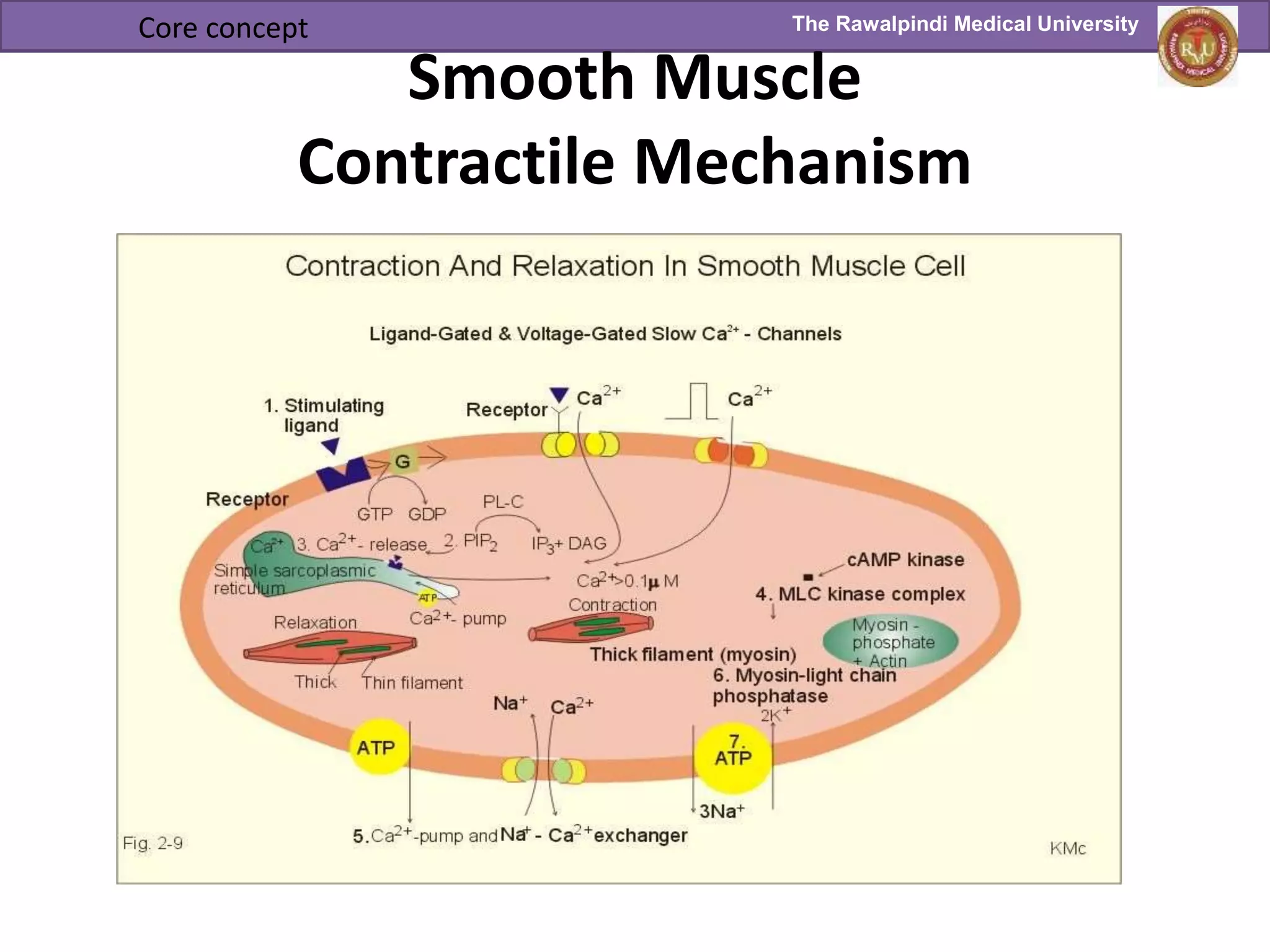 Smooth muscle contraction (updated).pptx