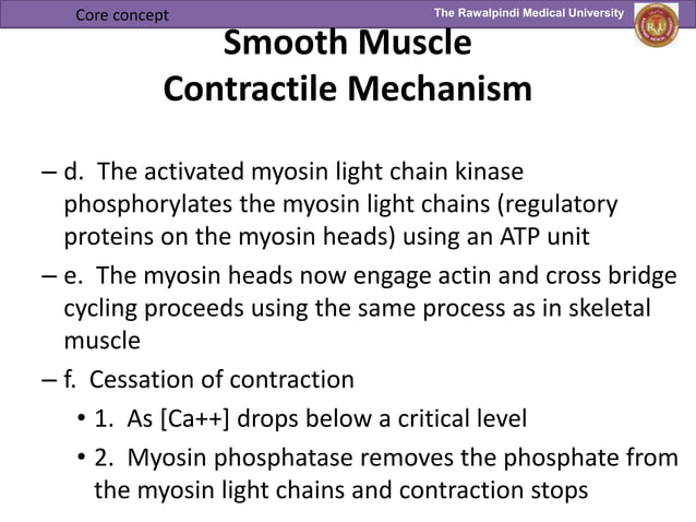 Smooth muscle contraction (updated).pptx
