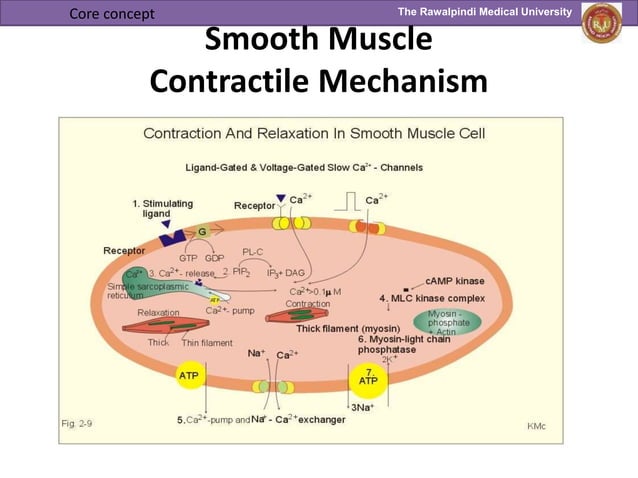 Smooth muscle contraction (updated).pptx
