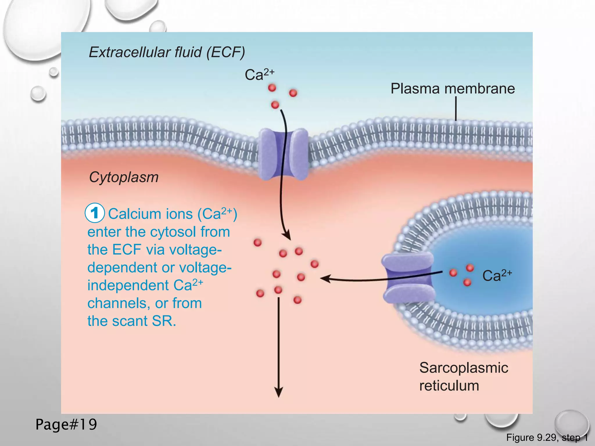 Smooth Muscle Excitation Contraction | PPTX