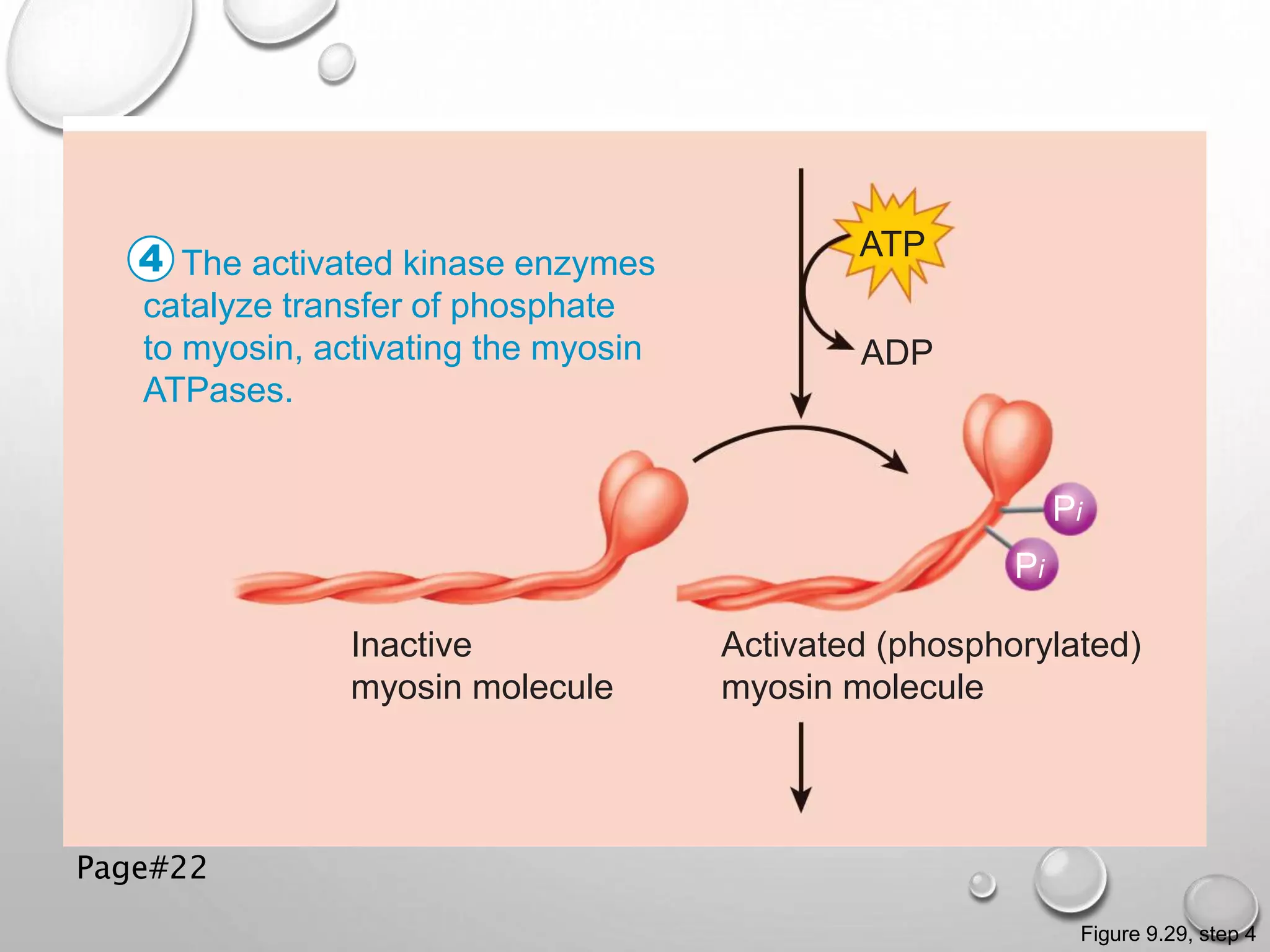 Smooth Muscle Excitation Contraction | PPTX